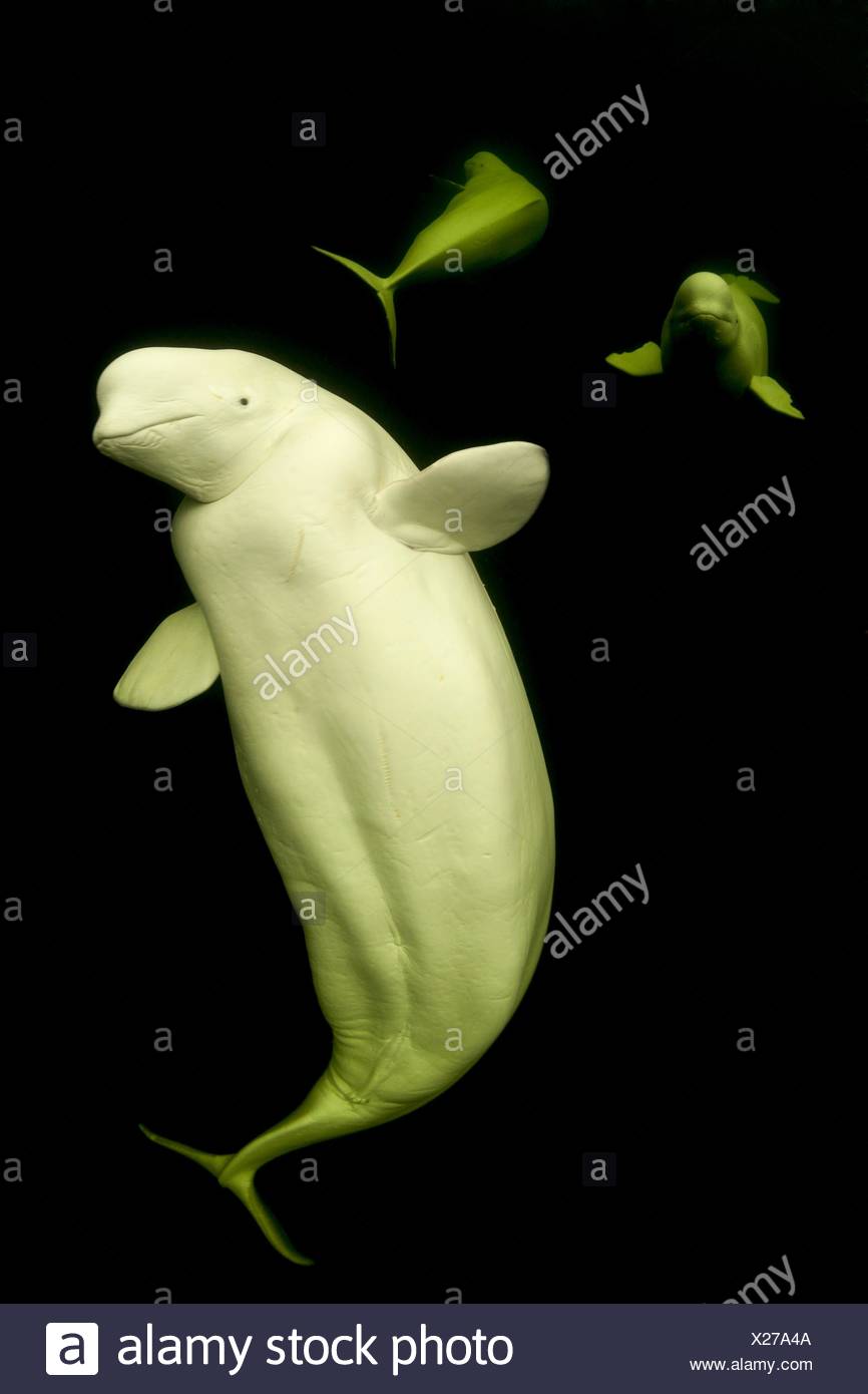 Underwater View Beluga Whale High Resolution Stock Photography and ...