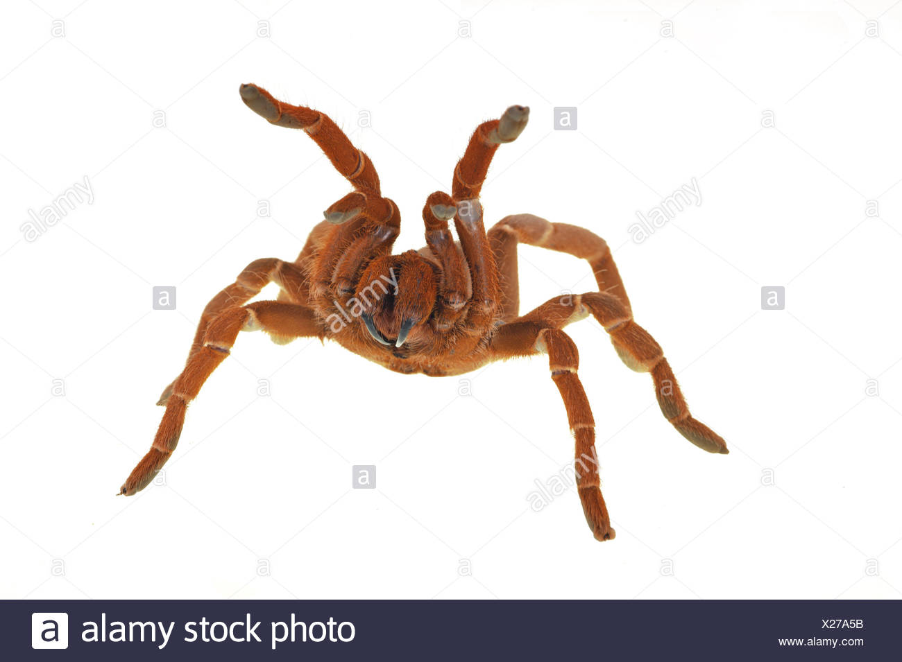 Invertebrate Spider Baboon High Resolution Stock Photography and Images ...