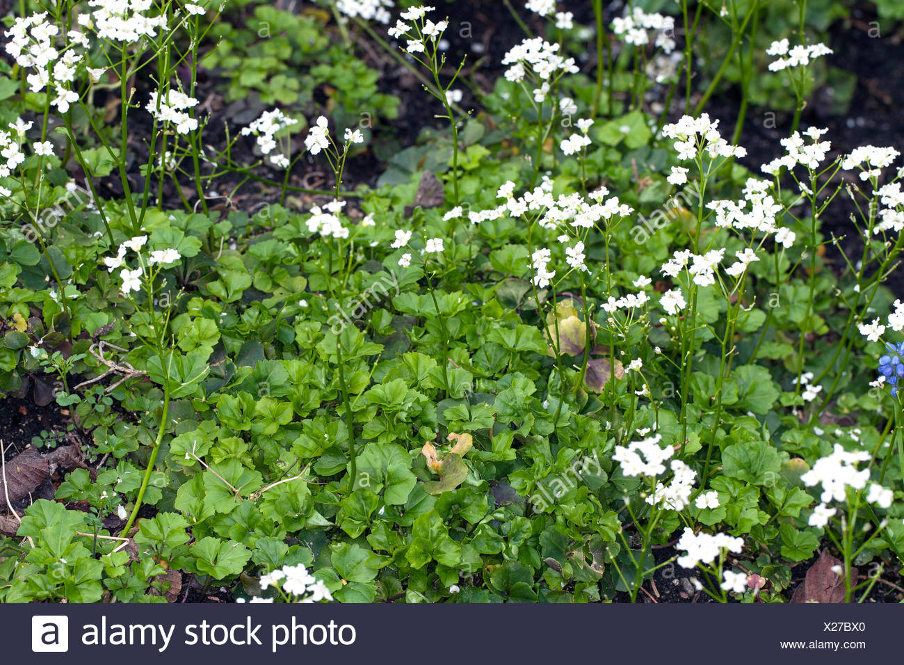 Three Leaved Bittercress Cardamine Trifolia High Resolution Stock ...