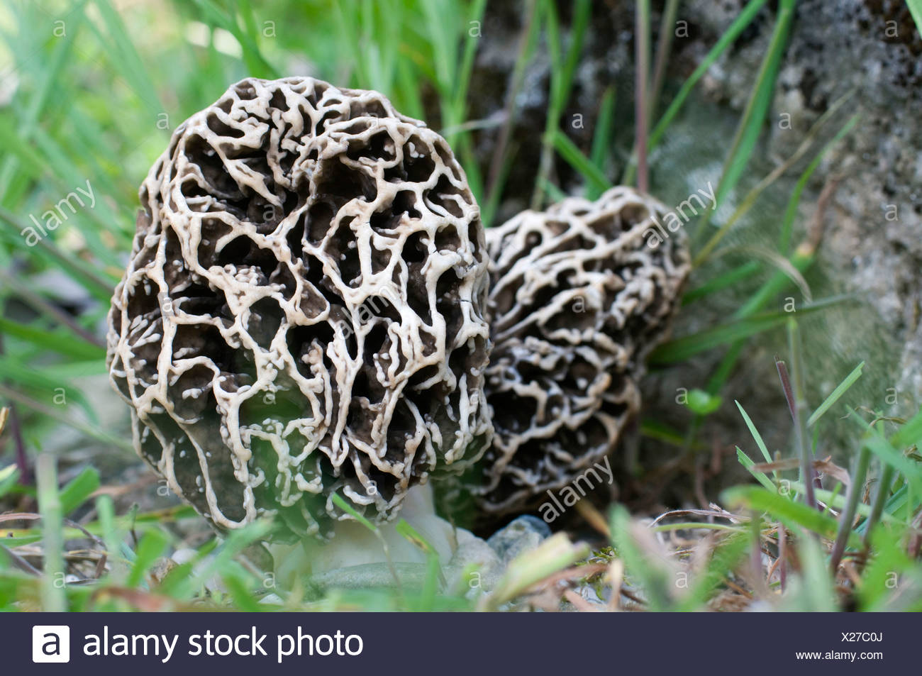 Morel Stock Photos & Morel Stock Images - Alamy