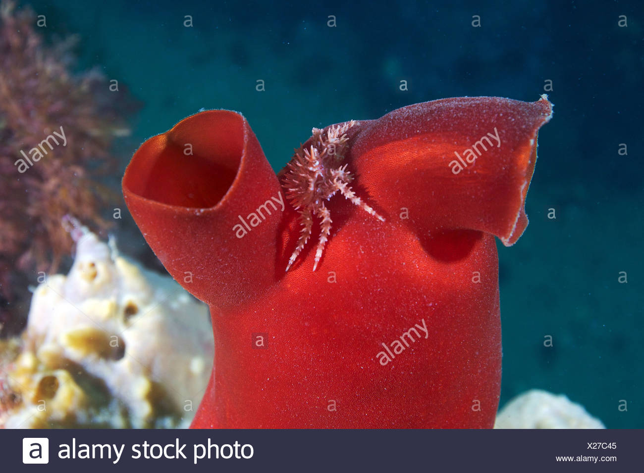 Paralithodes High Resolution Stock Photography and Images - Alamy