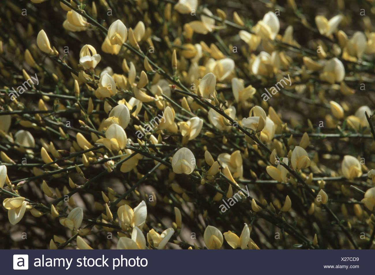 Warminster Broom Stock Photos & Warminster Broom Stock Images - Alamy