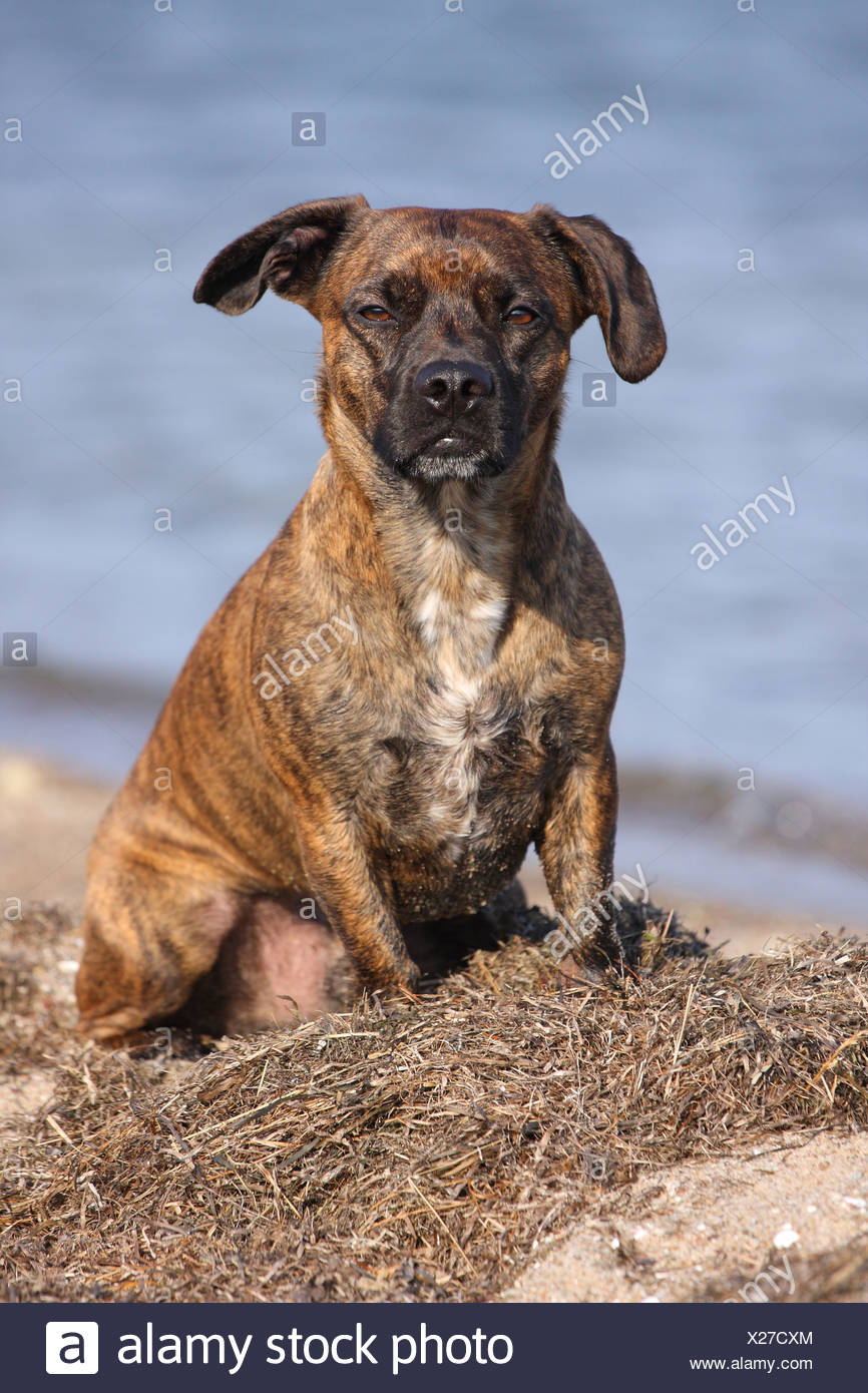Bulldog Mongrel High Resolution Stock Photography and Images - Alamy