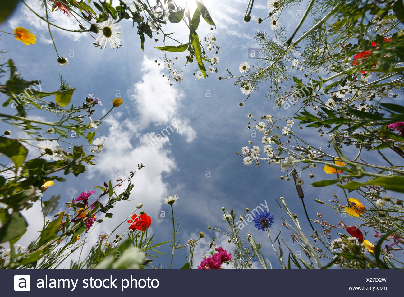 Worms View High Resolution Stock Photography and Images - Alamy