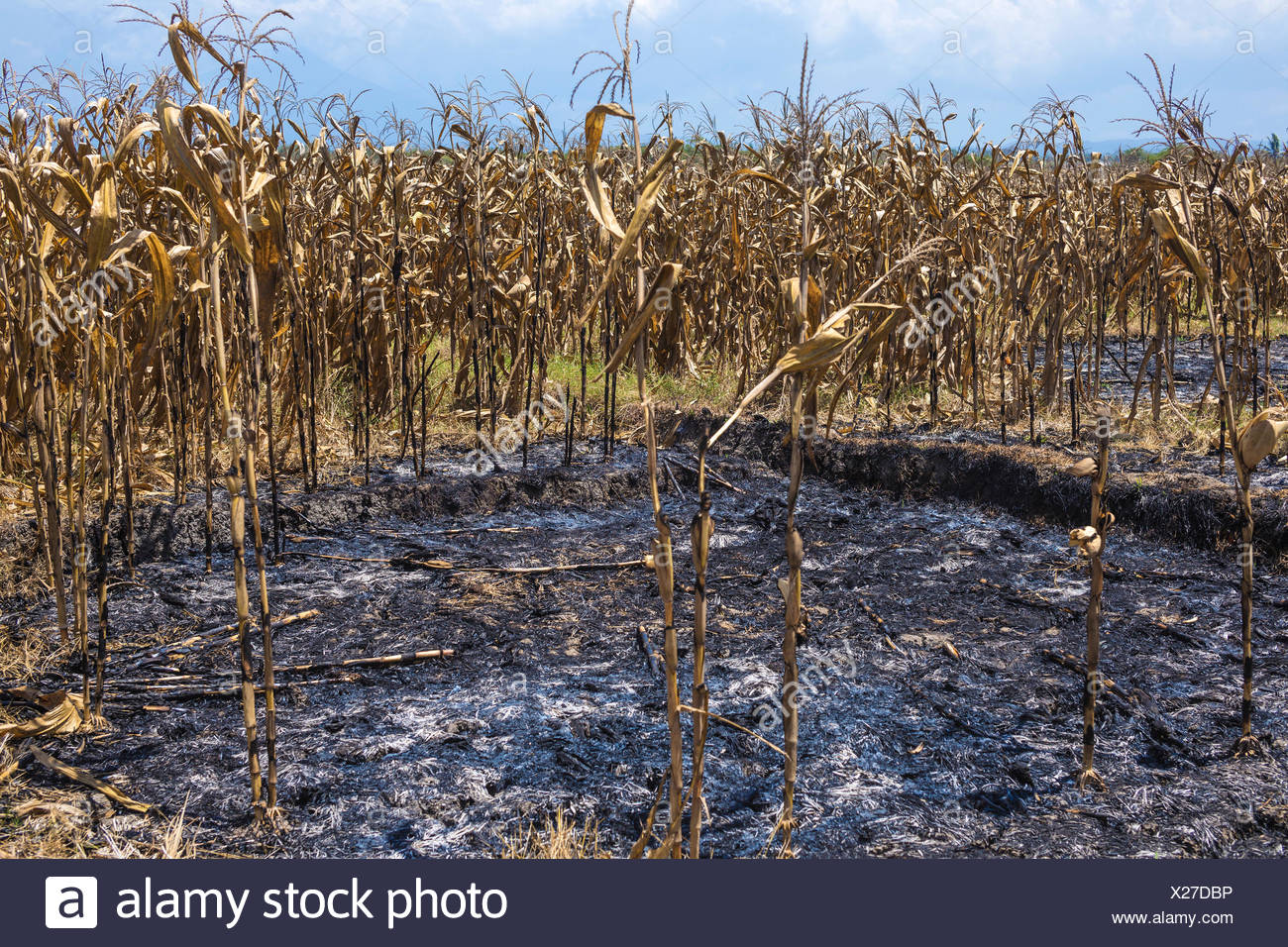 Dead Corn High Resolution Stock Photography and Images - Alamy