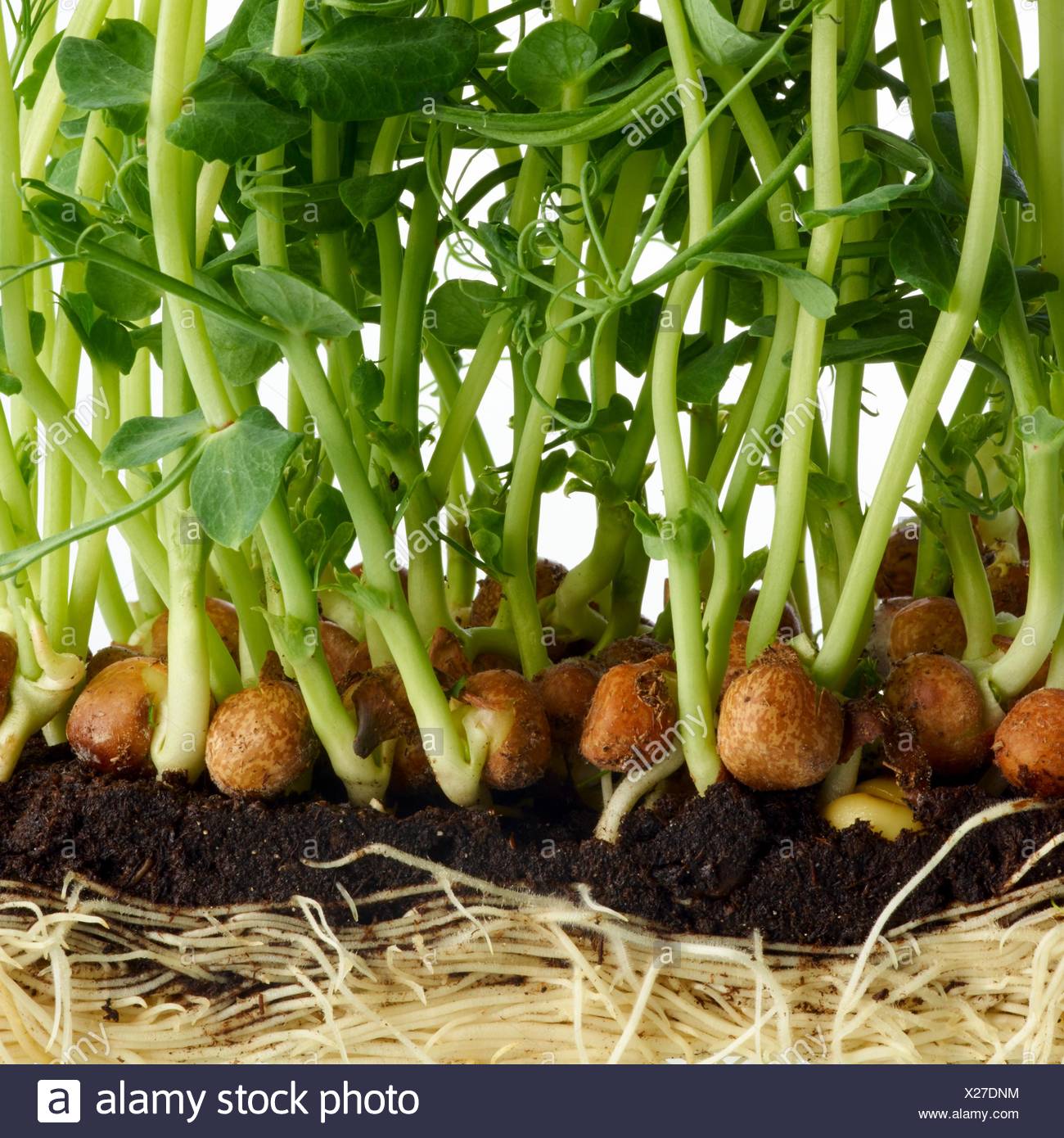 Pea Plant High Resolution Stock Photography and Images - Alamy