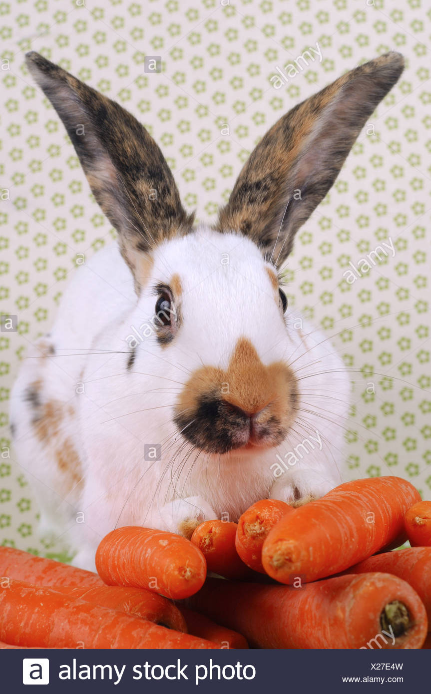 English Spot Rabbit Stock Photos & English Spot Rabbit Stock Images - Alamy