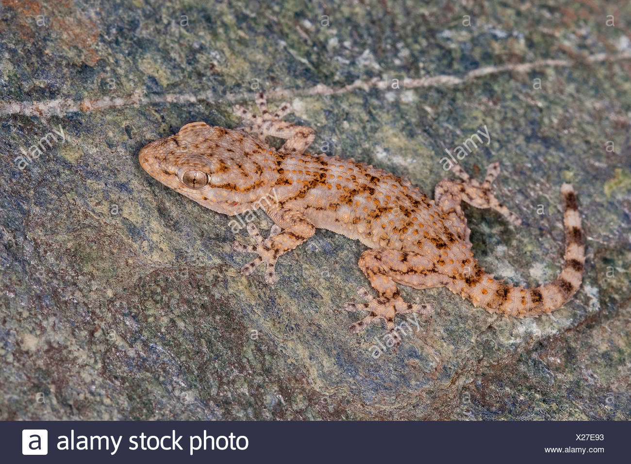 Moorish Wall Gecko Stock Photos & Moorish Wall Gecko Stock Images - Alamy