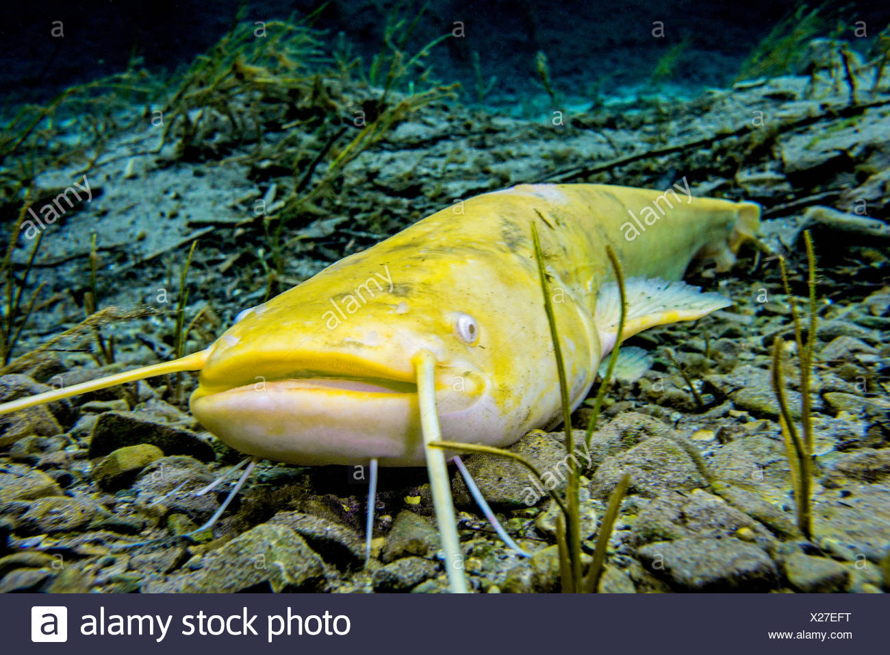 Silurus Glanis Underwater High Resolution Stock Photography and Images ...