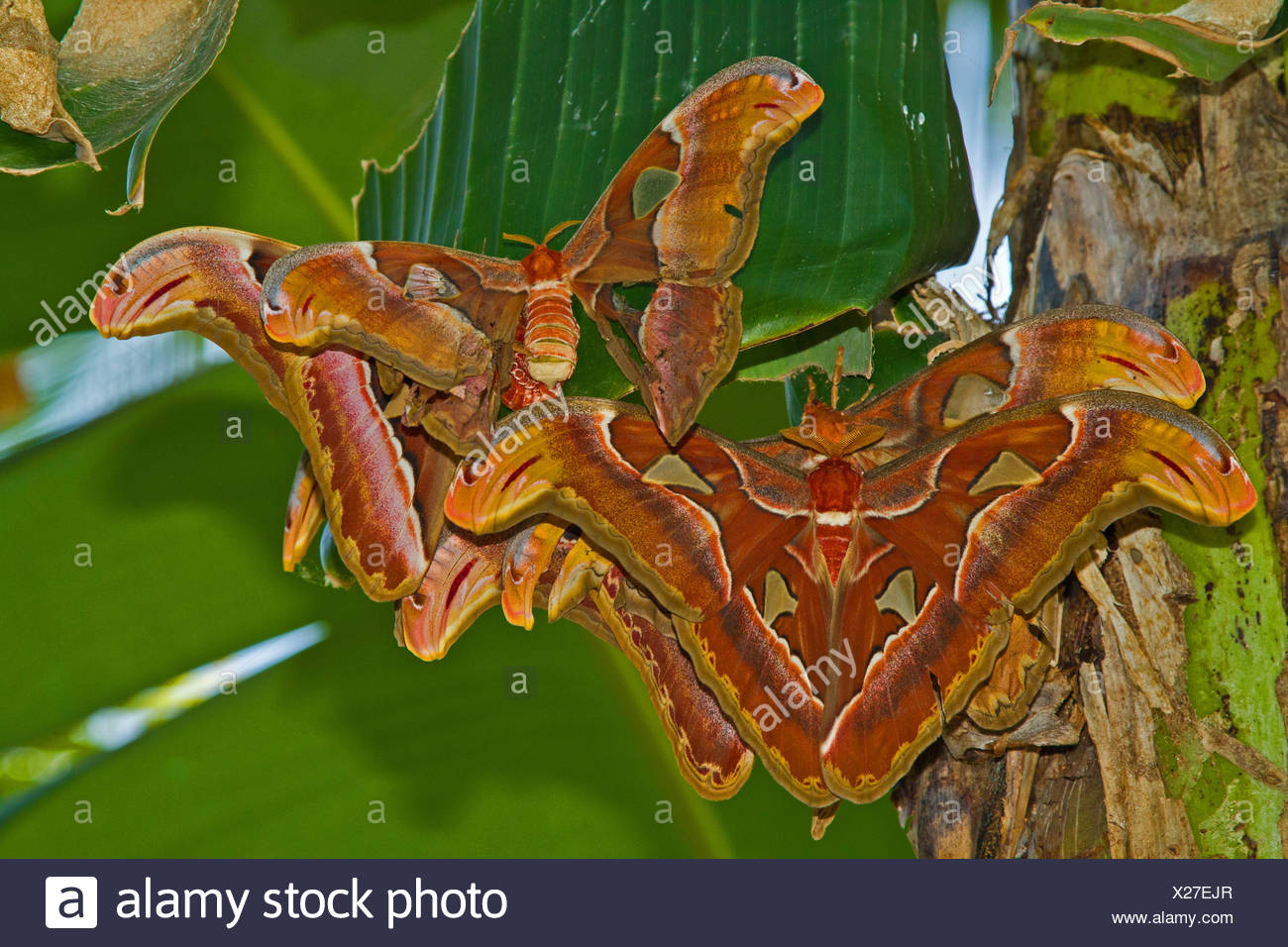 Male Wild Silkmoth High Resolution Stock Photography and Images - Alamy