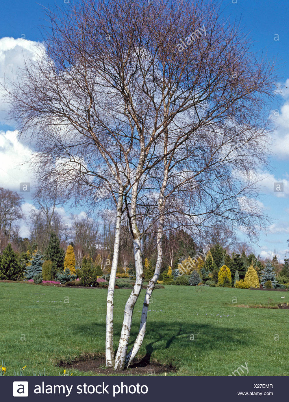 Betula Alba High Resolution Stock Photography and Images - Alamy