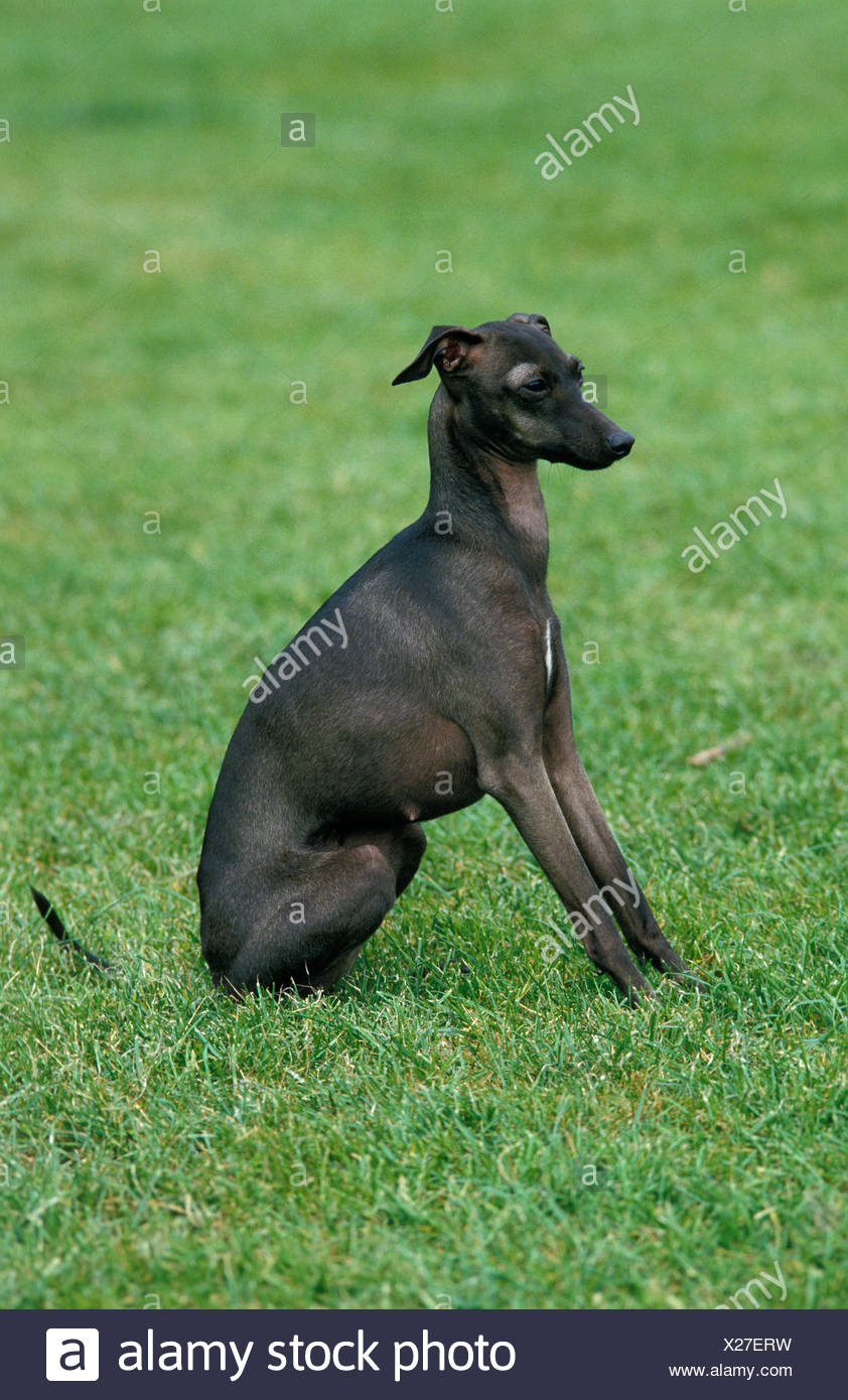 Italian Greyhound High Resolution Stock Photography and Images - Alamy