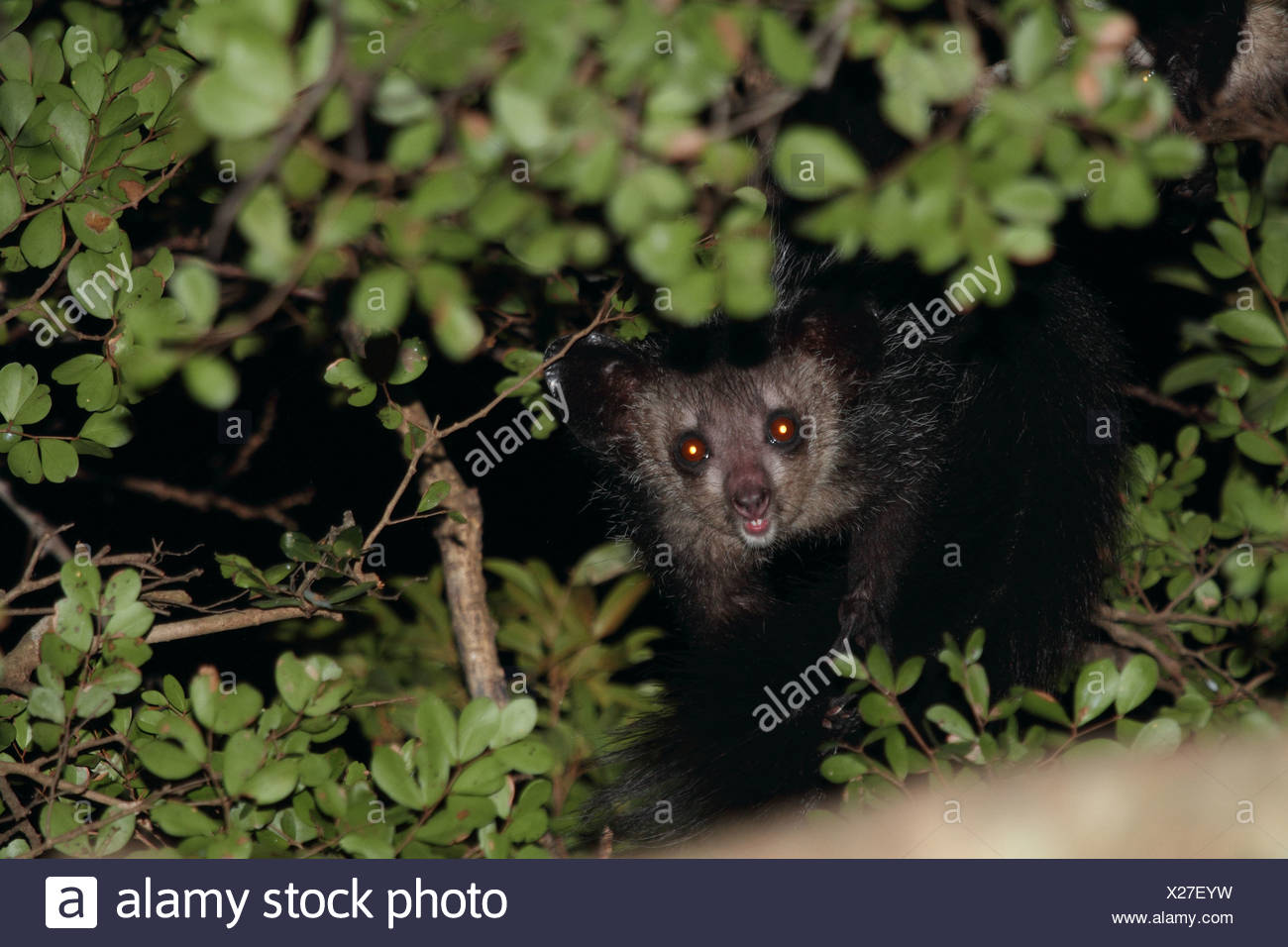 Aye Aye Stock Photos & Aye Aye Stock Images - Alamy