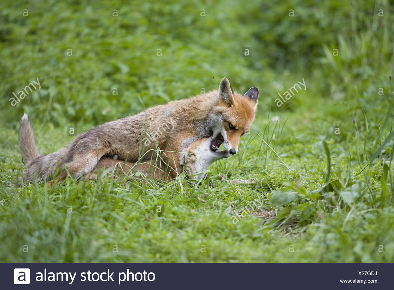 Foxes Mating High Resolution Stock Photography and Images - Alamy