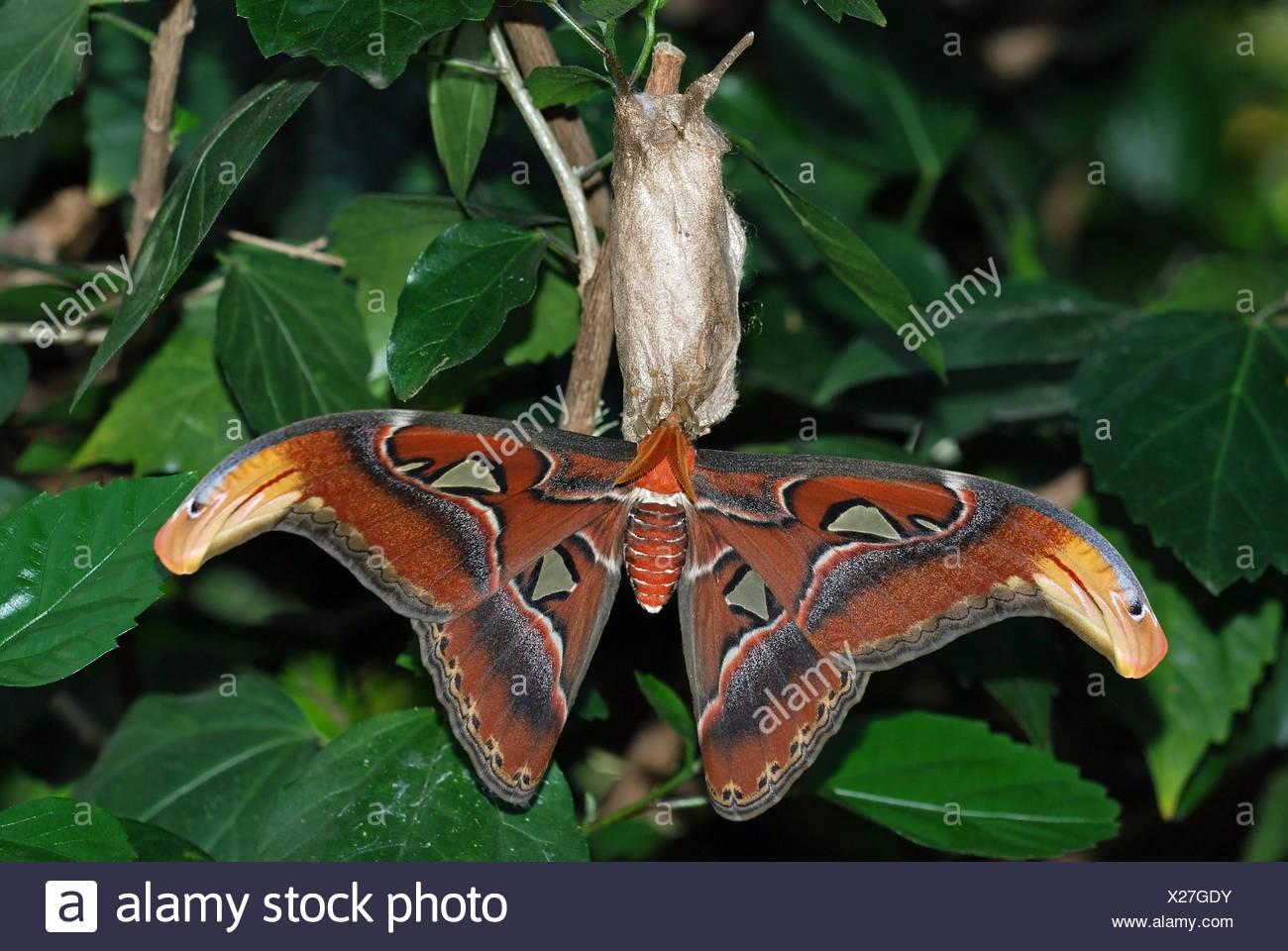 Atlas Moth Cocoon High Resolution Stock Photography and Images - Alamy