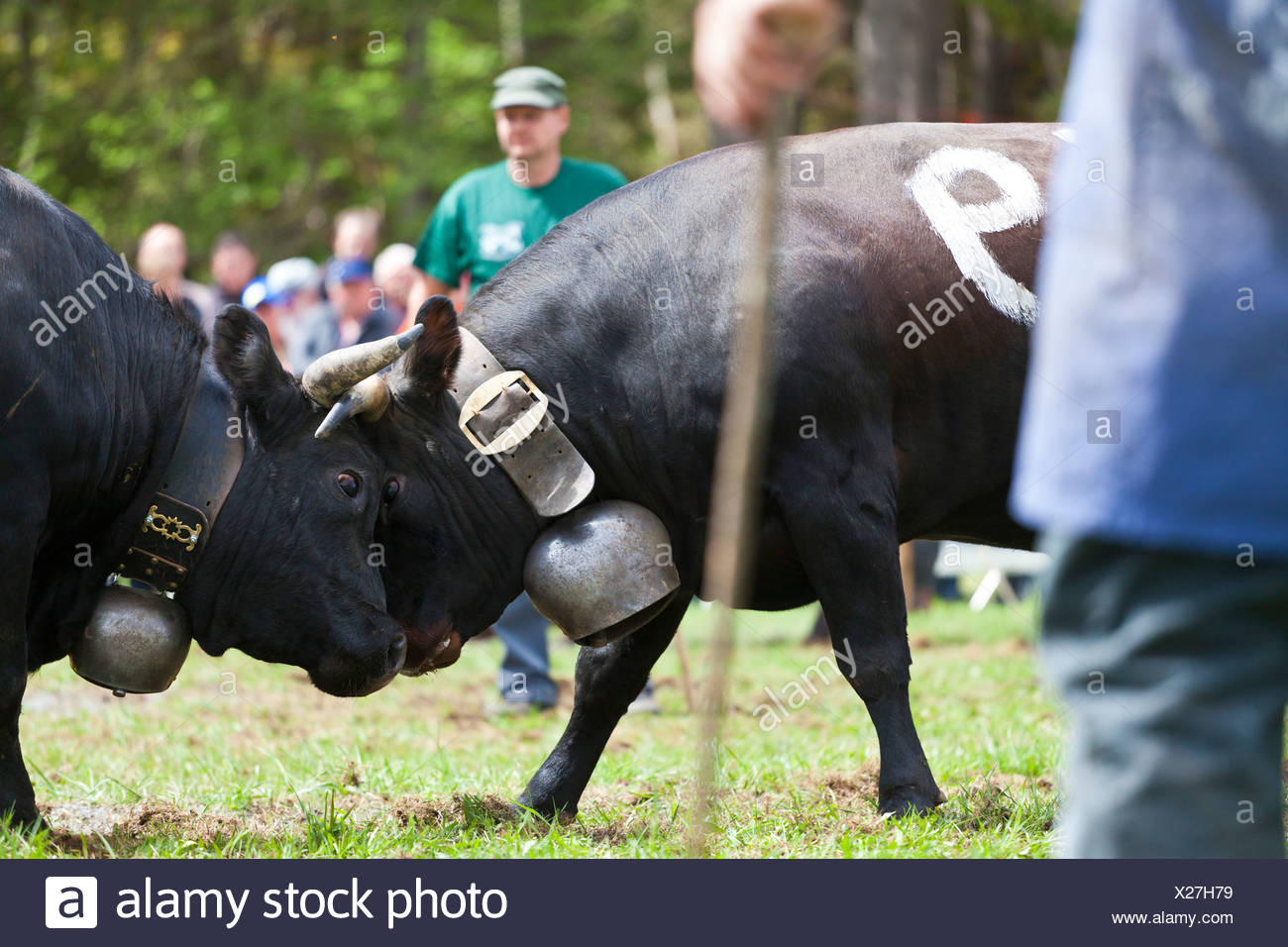 Cow Fighting Stock Photos & Cow Fighting Stock Images - Alamy