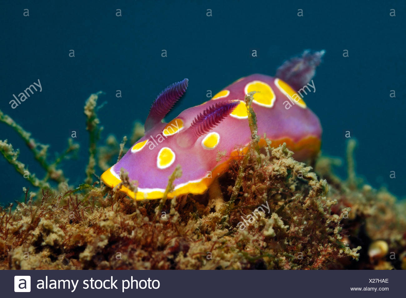 Spotted Nudibranch High Resolution Stock Photography and Images - Alamy