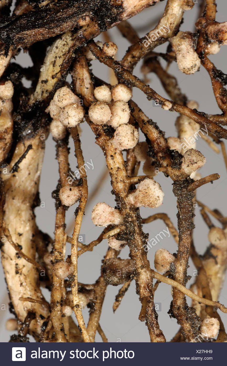 Root Nodules Legume High Resolution Stock Photography and Images - Alamy