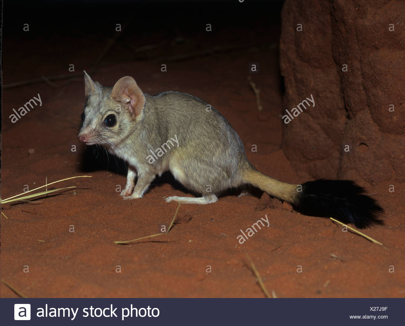 Kowari High Resolution Stock Photography and Images - Alamy