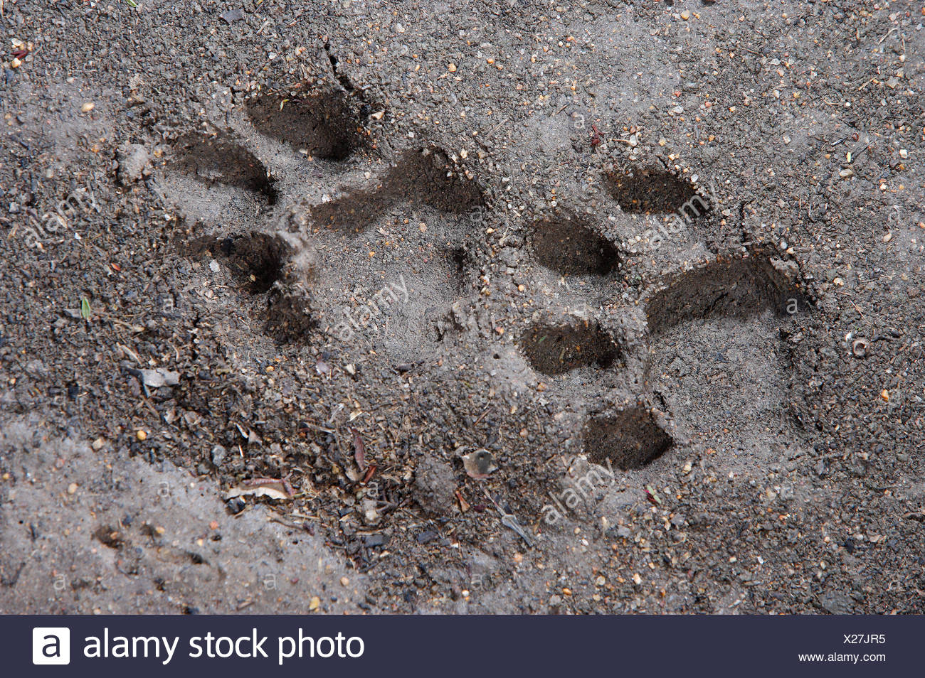 Leopard Feet High Resolution Stock Photography and Images - Alamy