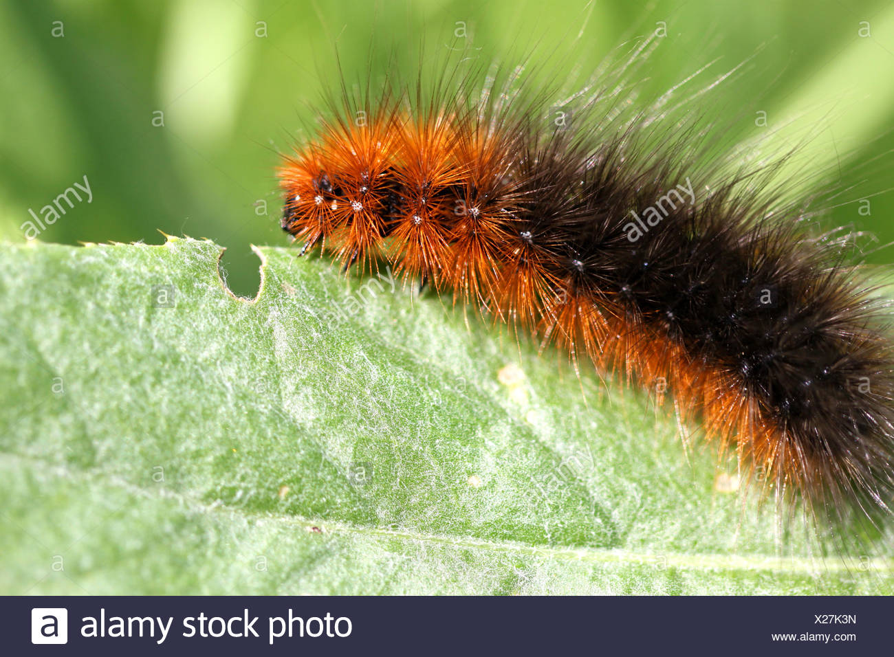 Tread Caterpillar High Resolution Stock Photography and Images - Alamy