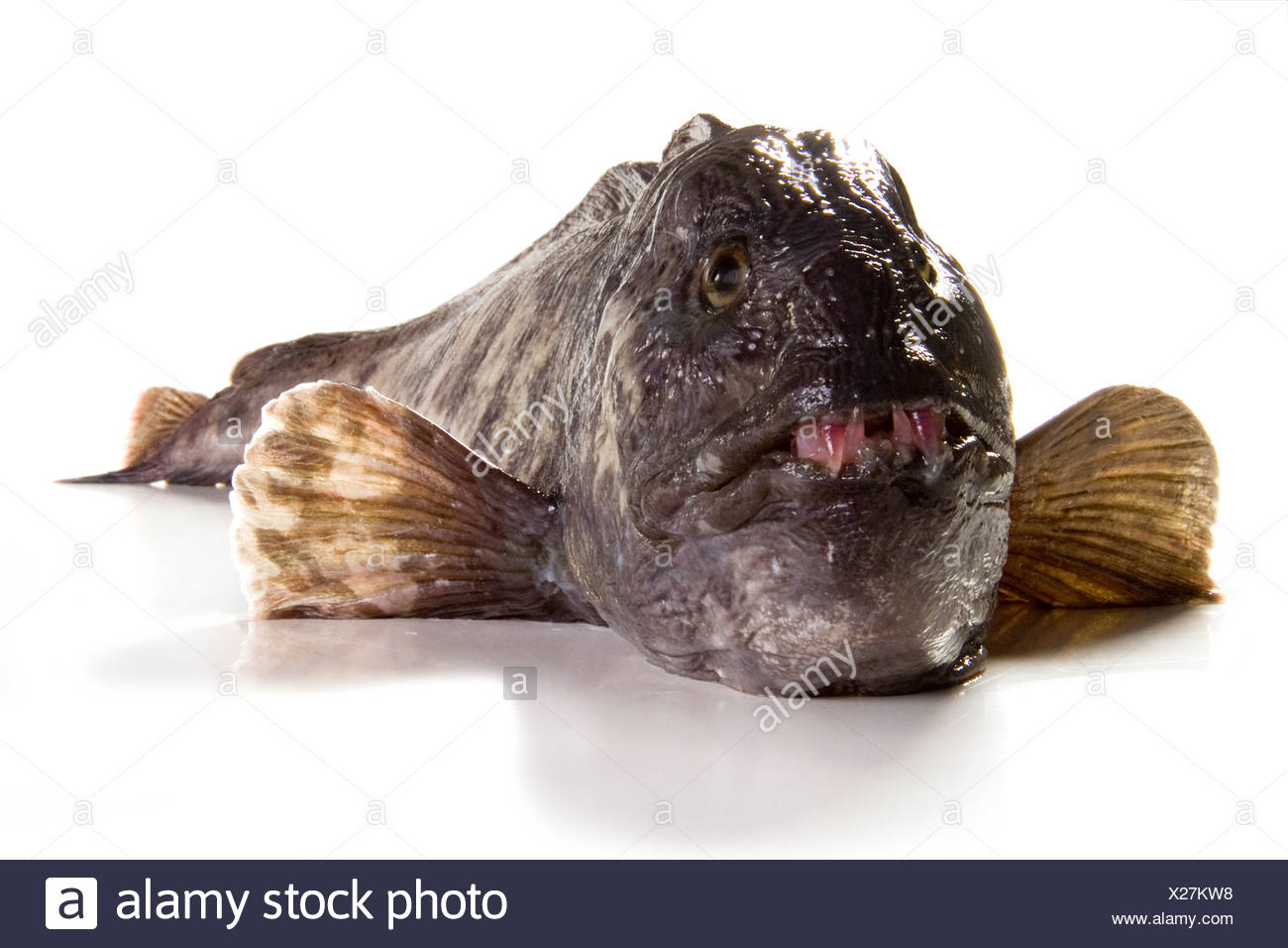 Wolffish High Resolution Stock Photography and Images - Alamy
