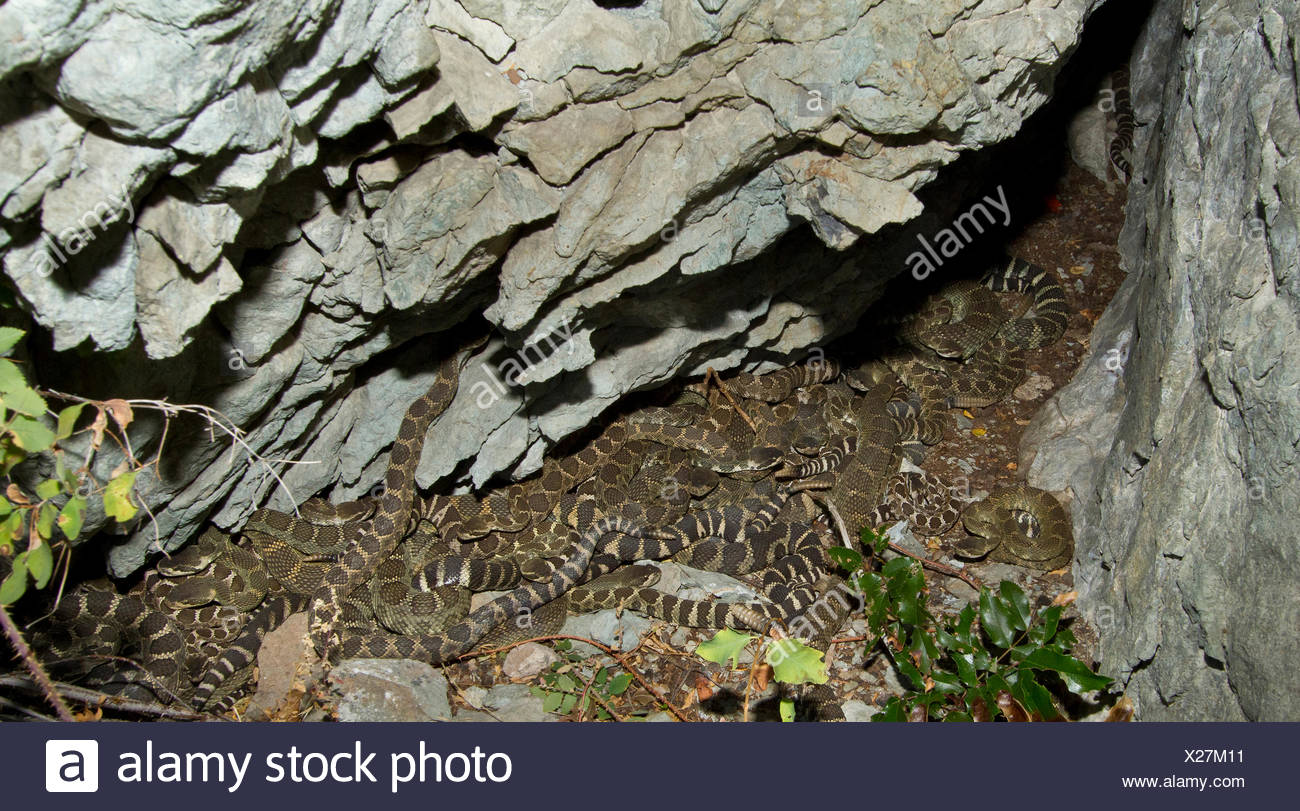 Northern Pacific Rattlesnake Bc