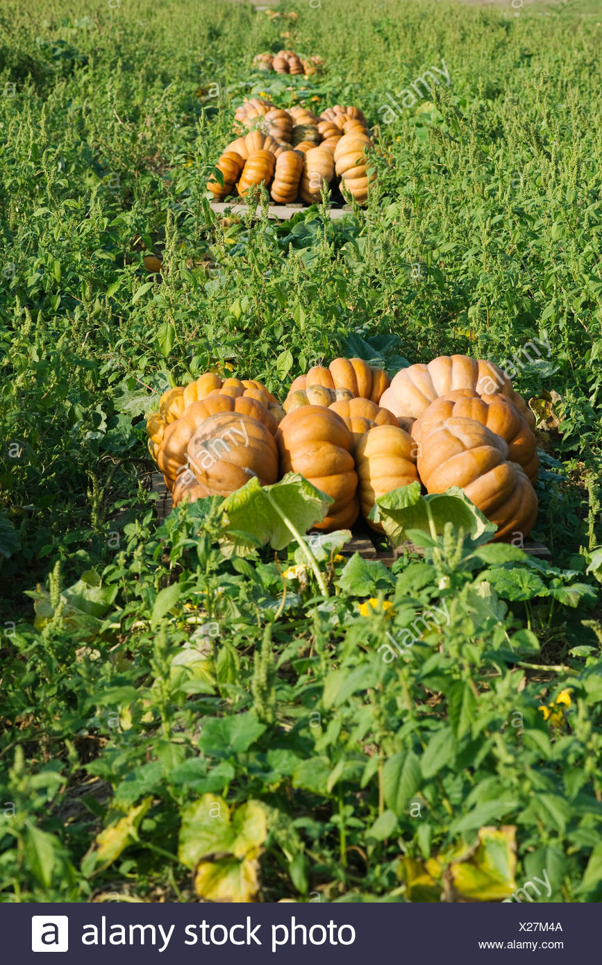 Pumpkin Cultivation High Resolution Stock Photography and Images - Alamy