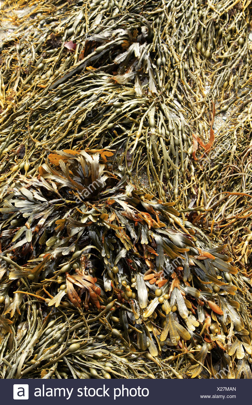Bubble Seaweed Stock Photos & Bubble Seaweed Stock Images - Alamy