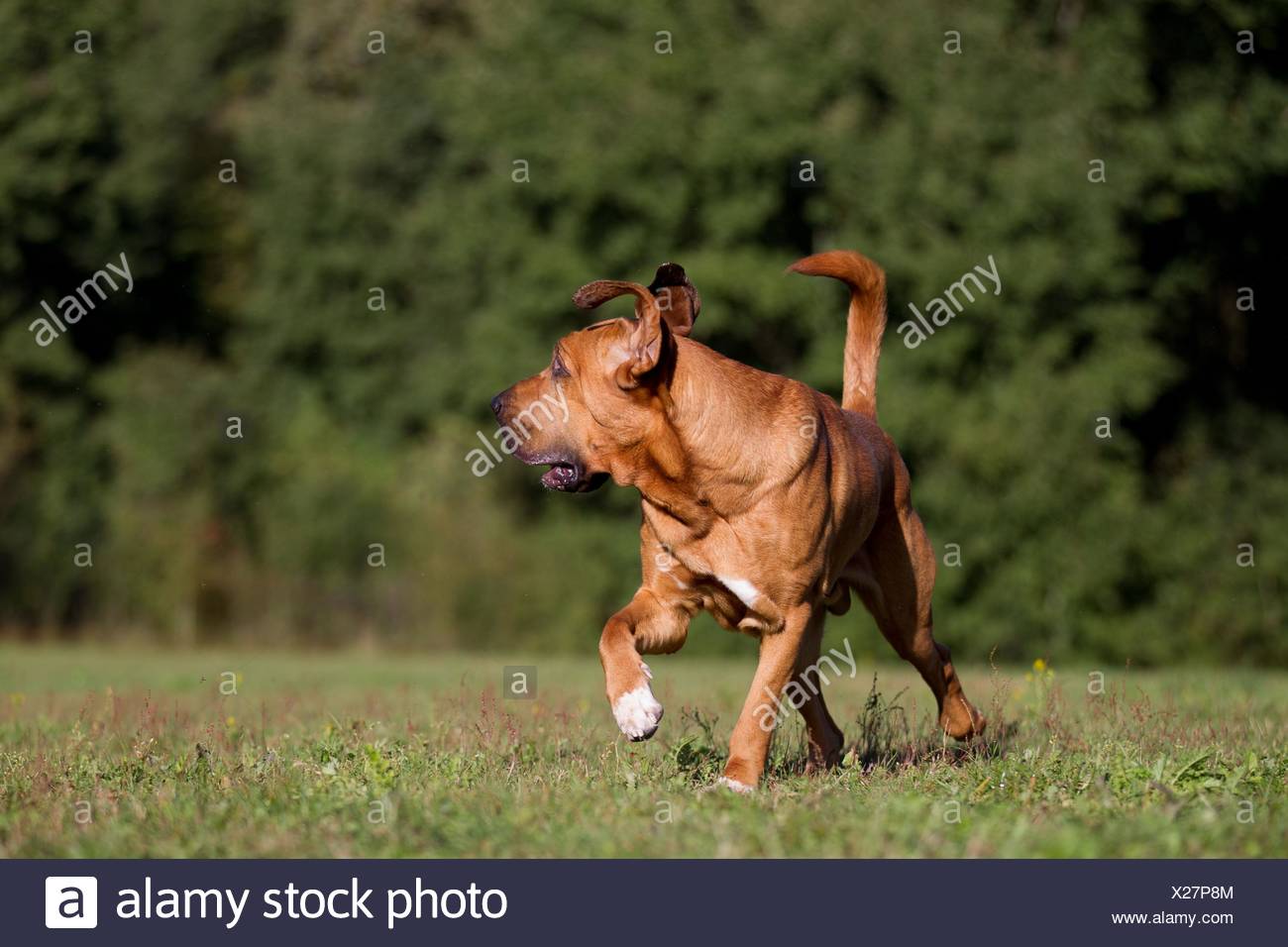Bloodhounds Running High Resolution Stock Photography and Images - Alamy