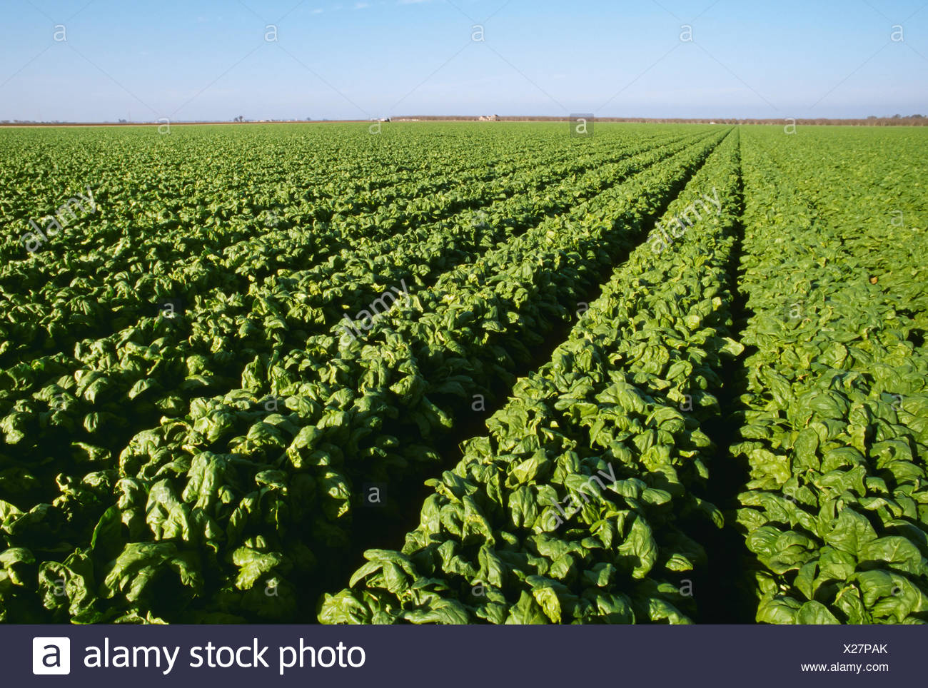 Harvest Ready Spinach High Resolution Stock Photography and Images - Alamy