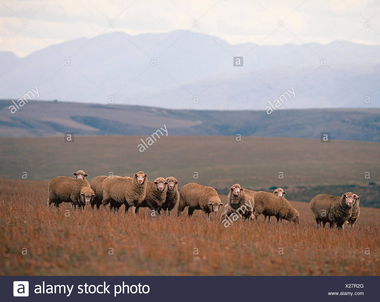 South Africa Sheep Farming High Resolution Stock Photography and Images ...