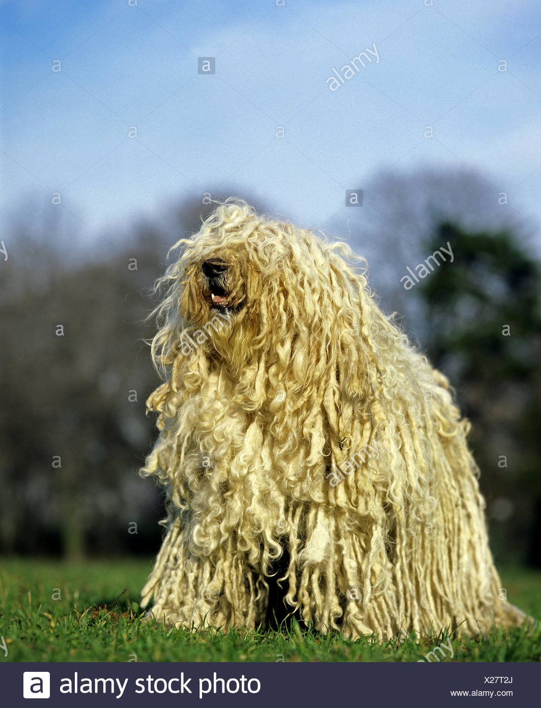 Hungarian Puli Dog Stock Photos & Hungarian Puli Dog Stock Images - Alamy