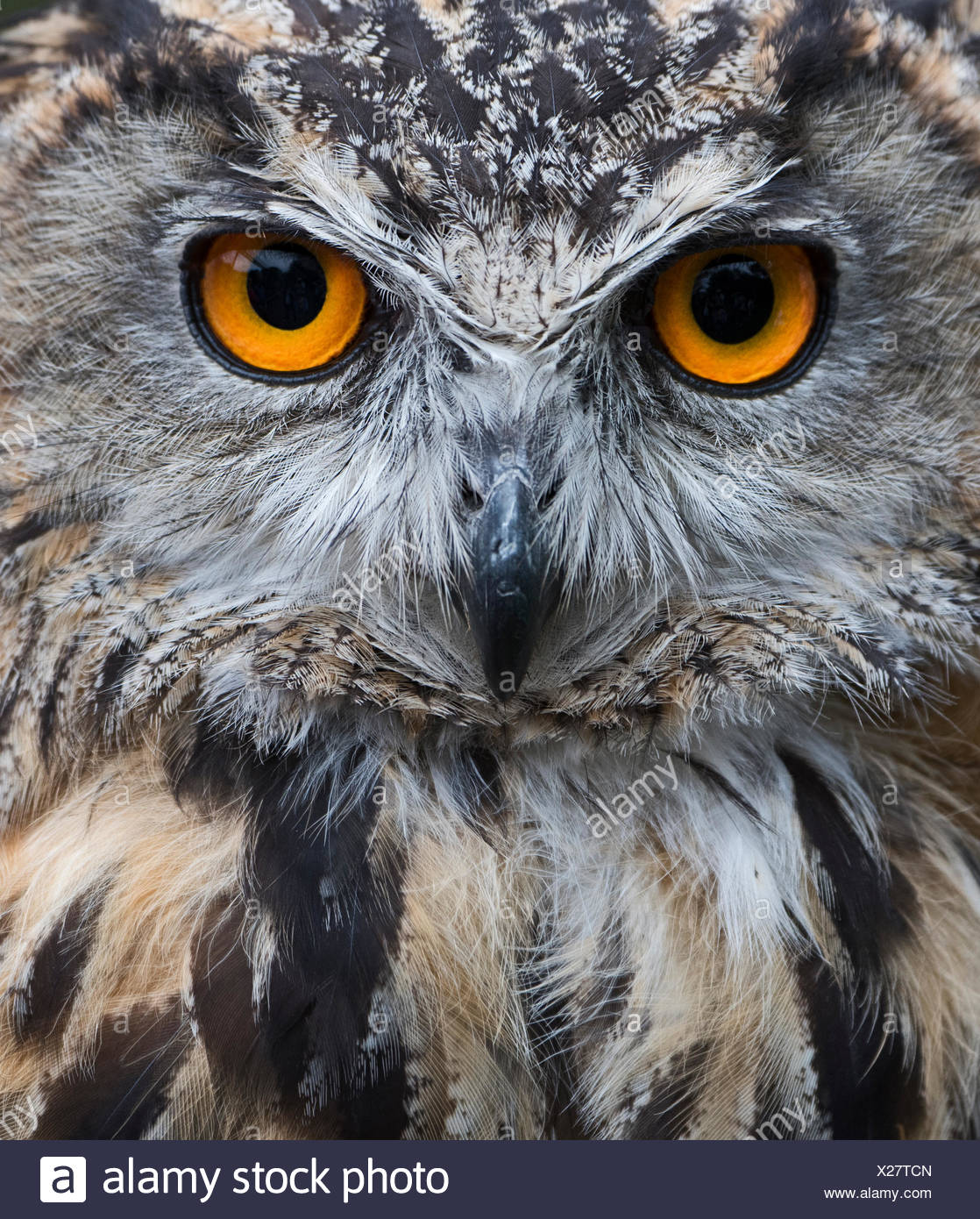 Great Or Northern Eagle Owl High Resolution Stock Photography and ...