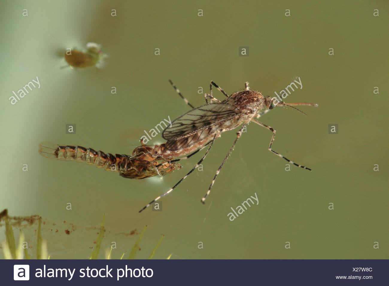 Mosquitoes Gnats Culicidae Hatching Out High Resolution Stock ...