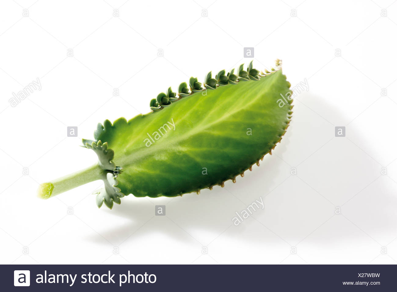 Devils Backbone Kalanchoe Daigremontiana High Resolution Stock ...