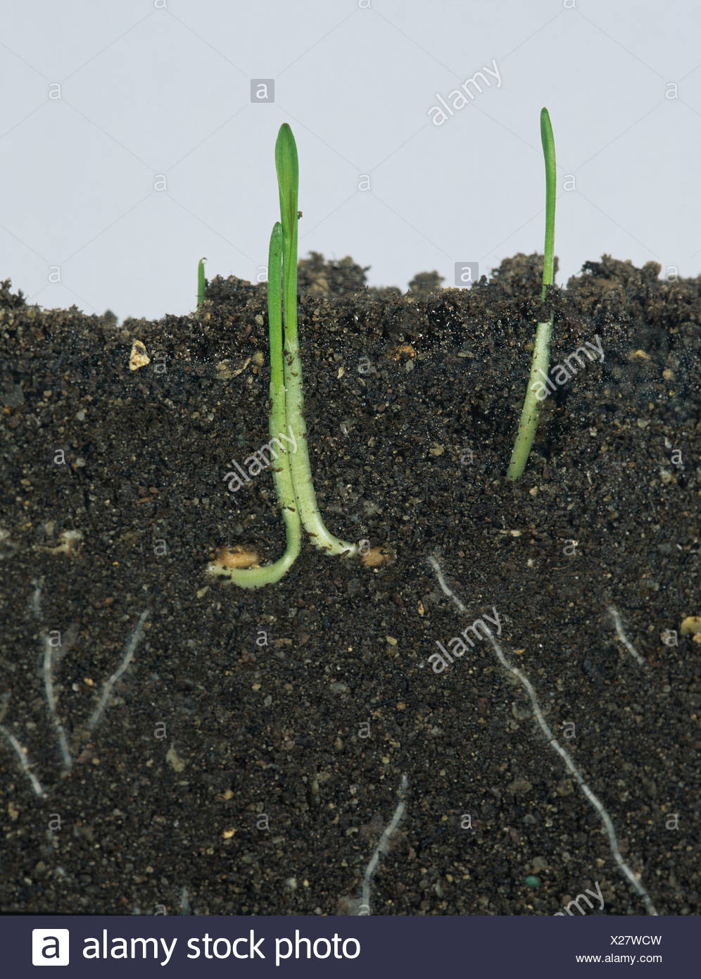 Germinating Wheat Seedlings High Resolution Stock Photography and ...