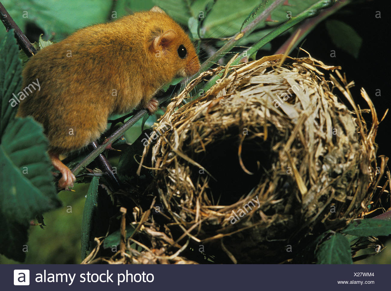 Common Dormouse Nest High Resolution Stock Photography and Images - Alamy