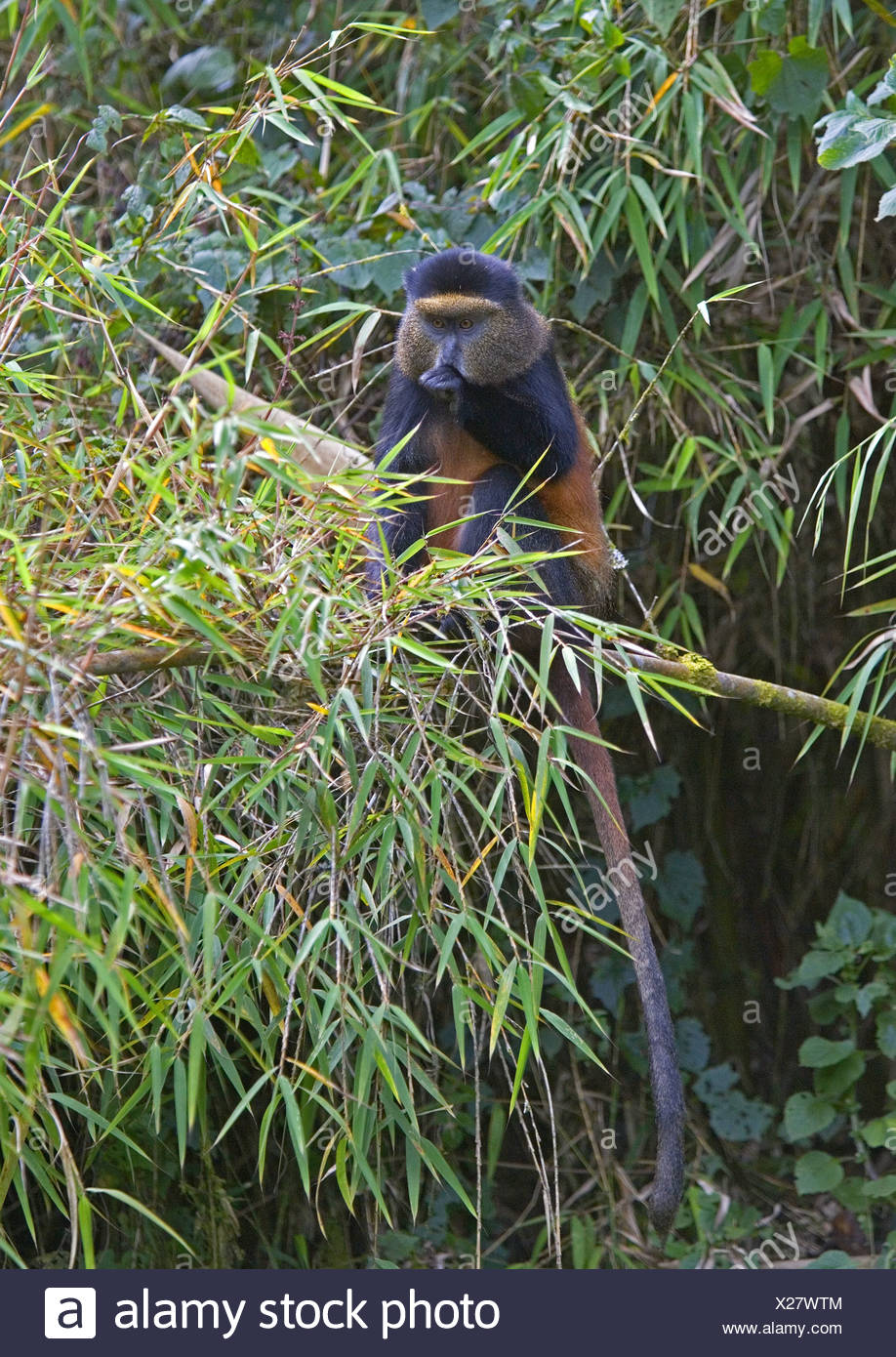 Cercopithecus Kandti High Resolution Stock Photography and Images - Alamy