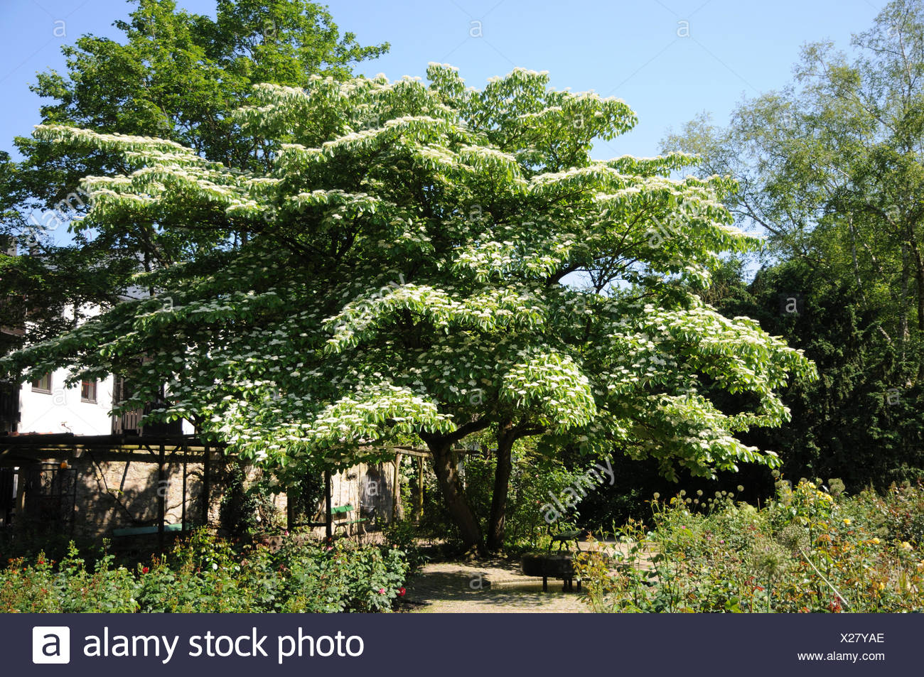 Pagodenhartriegel High Resolution Stock Photography and Images - Alamy