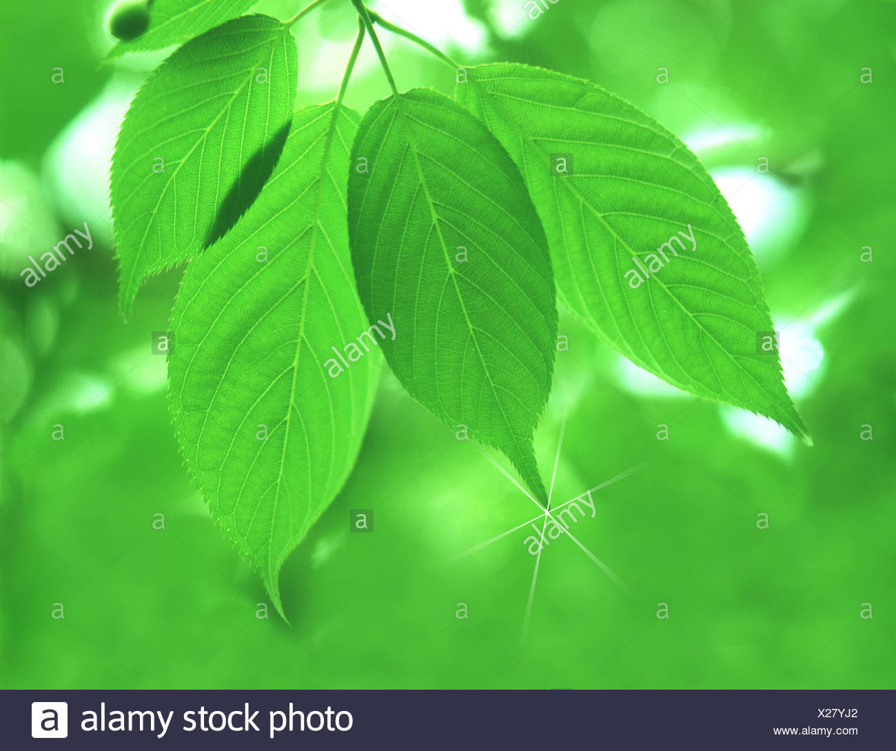 Reticulate Venation High Resolution Stock Photography and Images - Alamy