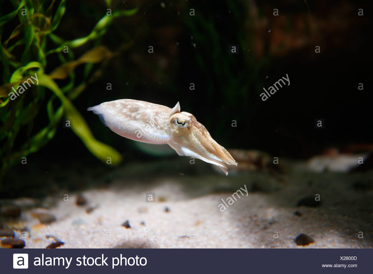 Pale Colouring High Resolution Stock Photography and Images - Alamy