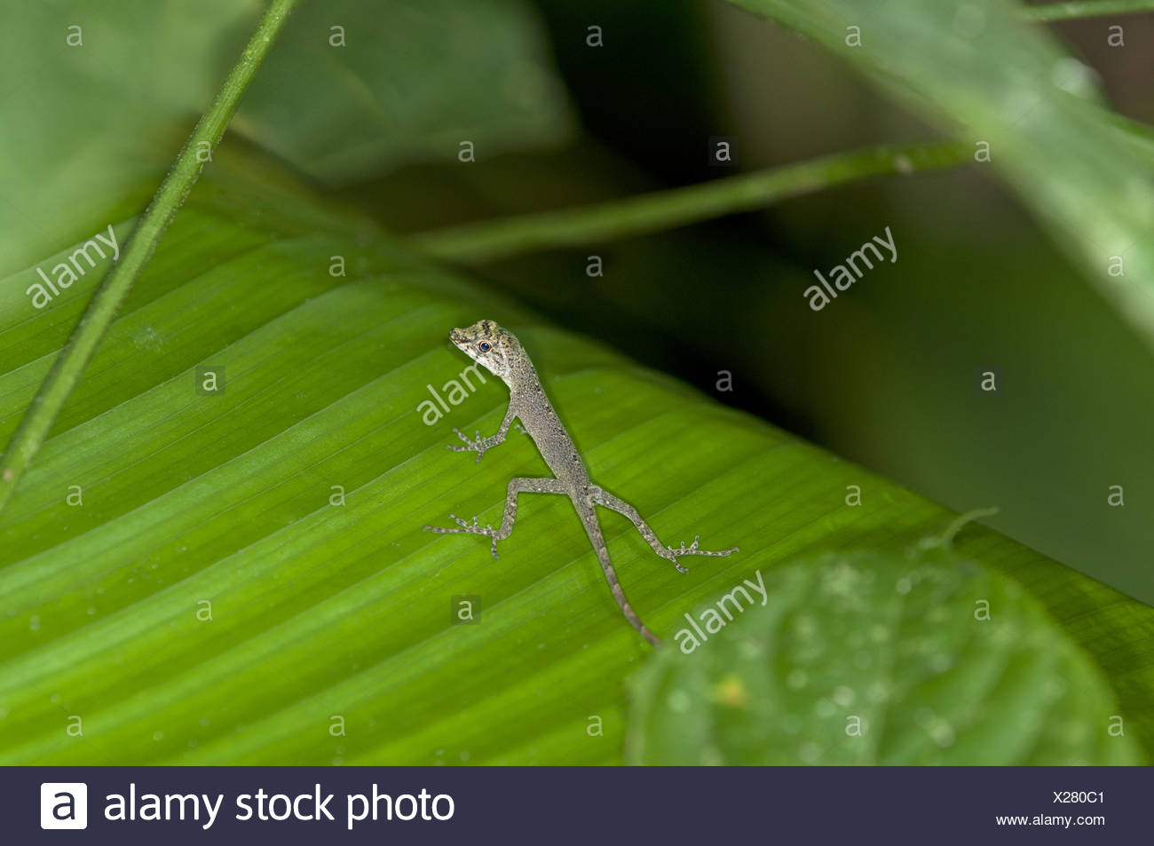 Baby Lizards High Resolution Stock Photography and Images - Alamy