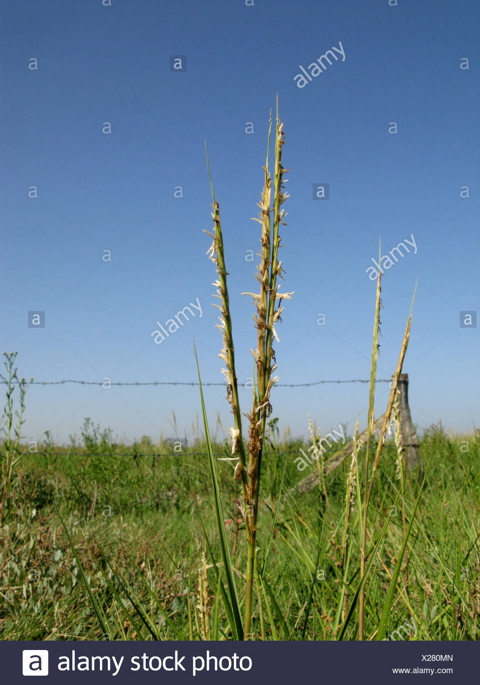 Spartina Anglica High Resolution Stock Photography and Images - Alamy