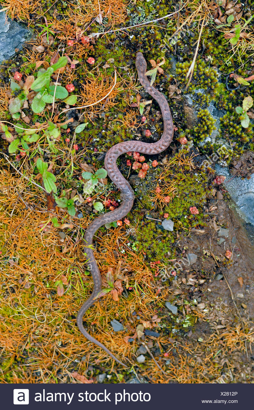 Southern Smooth Snake High Resolution Stock Photography and Images - Alamy