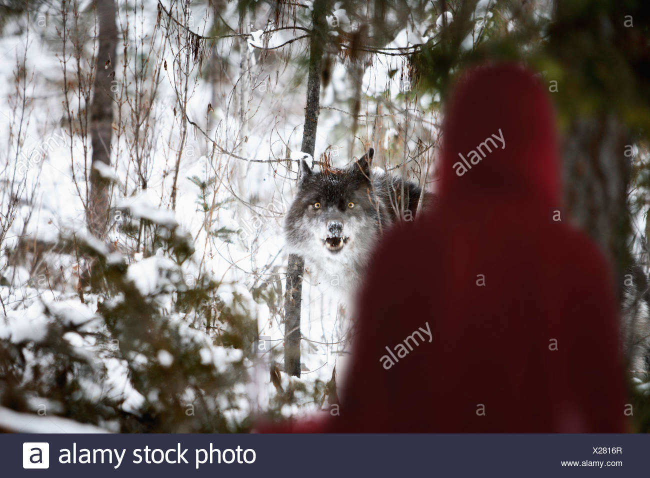 Little Red Riding Hood And The Big Bad Wolf High Resolution Stock ...
