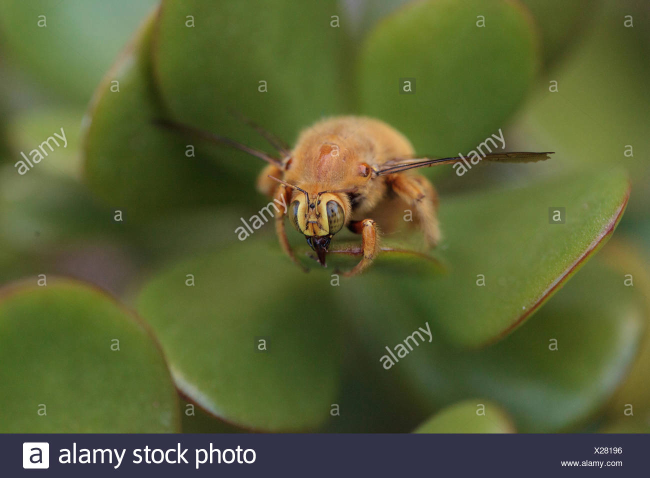 Gold Bee Stock Photos & Gold Bee Stock Images - Alamy