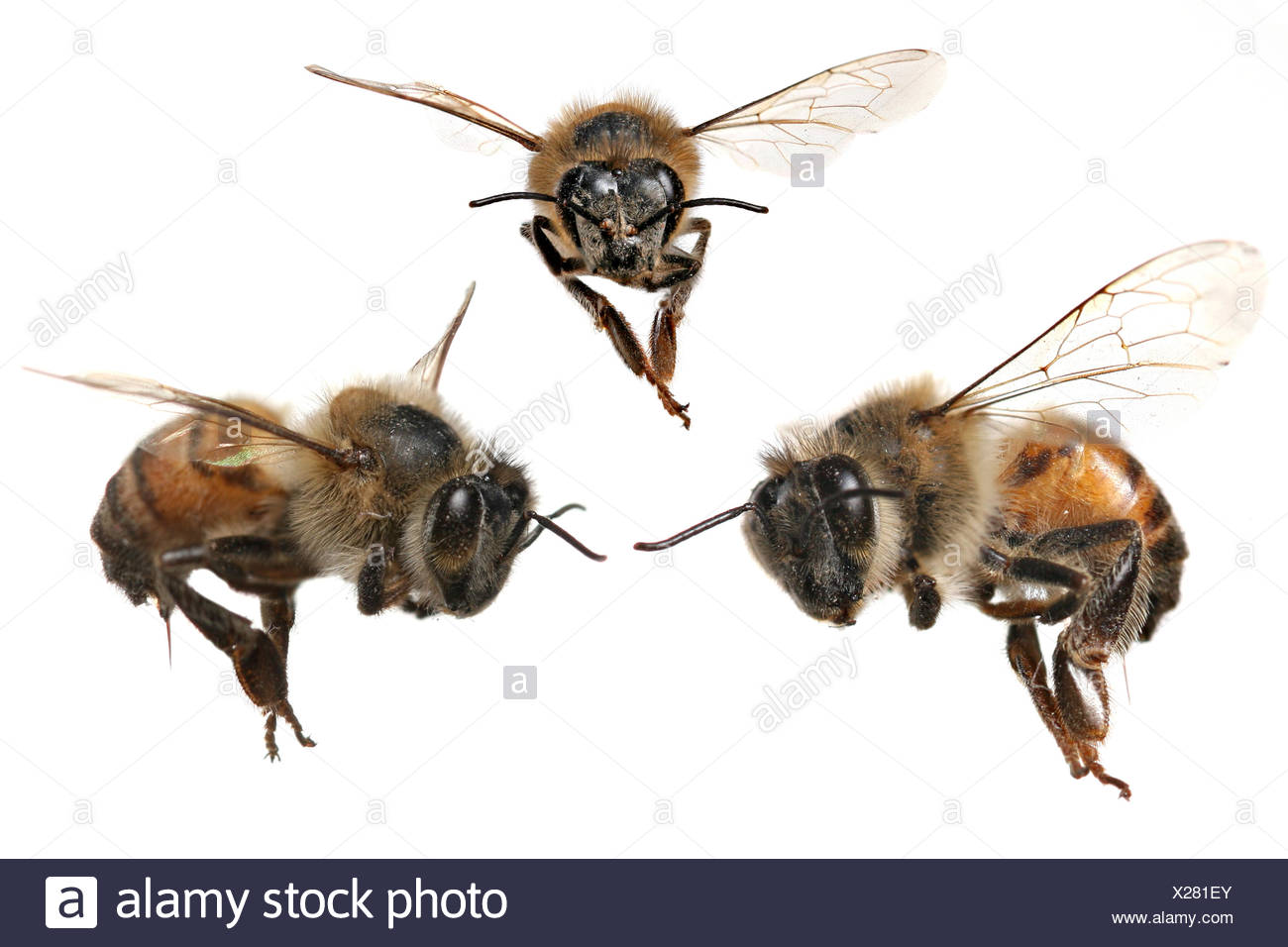 Flying Angles High Resolution Stock Photography and Images - Alamy