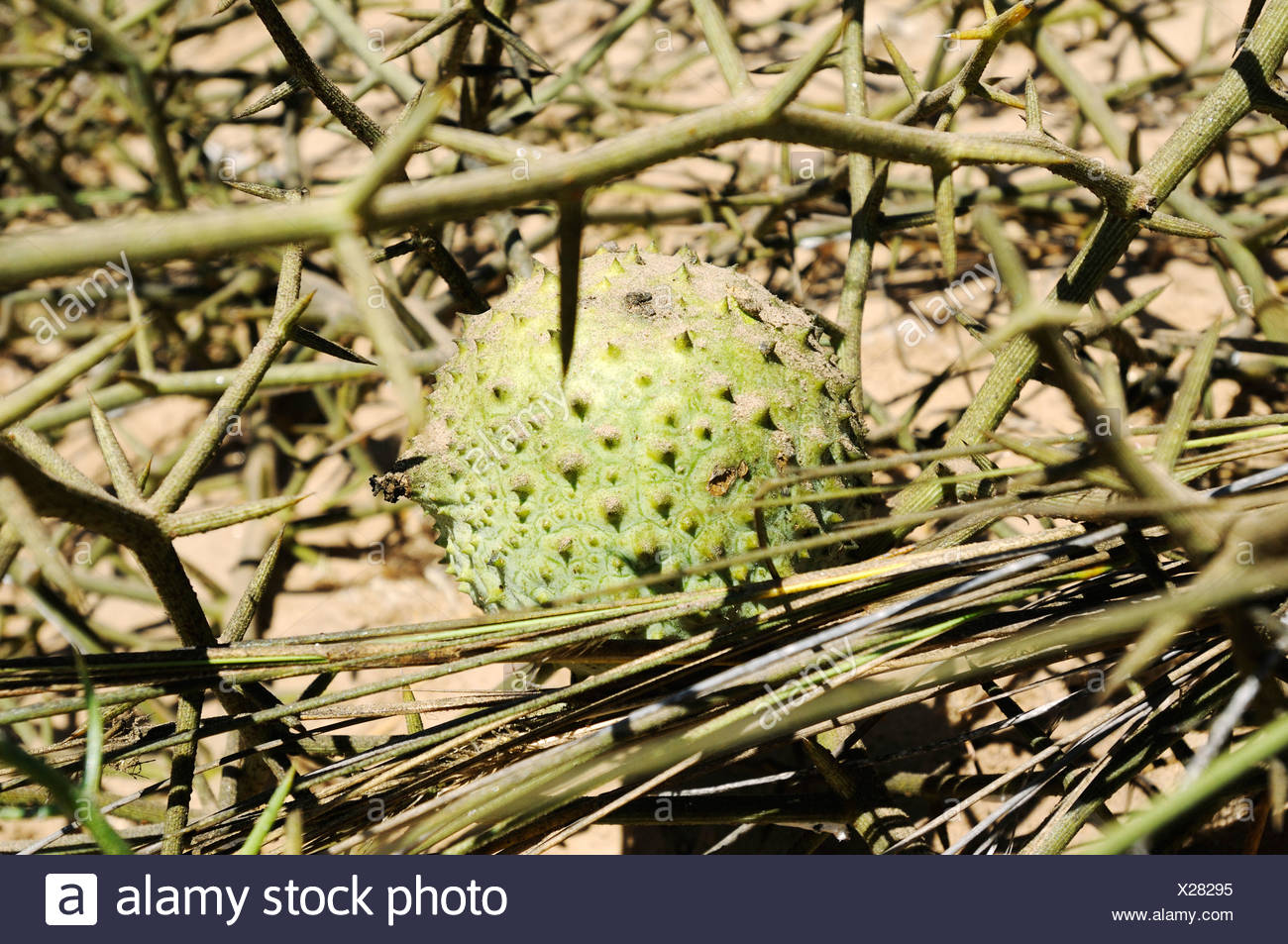 Nara Plant High Resolution Stock Photography and Images - Alamy