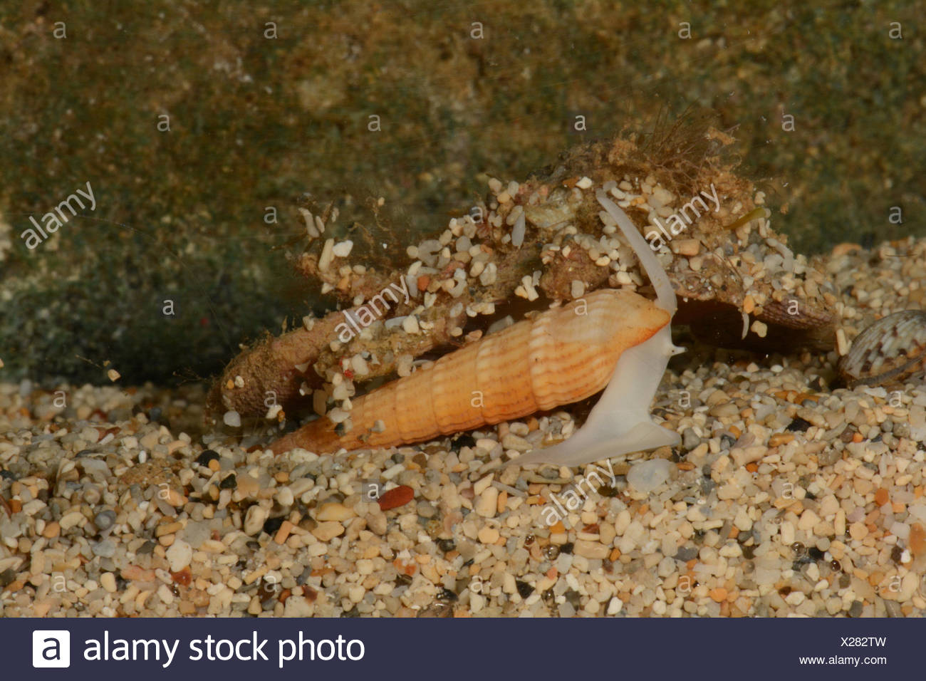 Auger Snail High Resolution Stock Photography and Images - Alamy